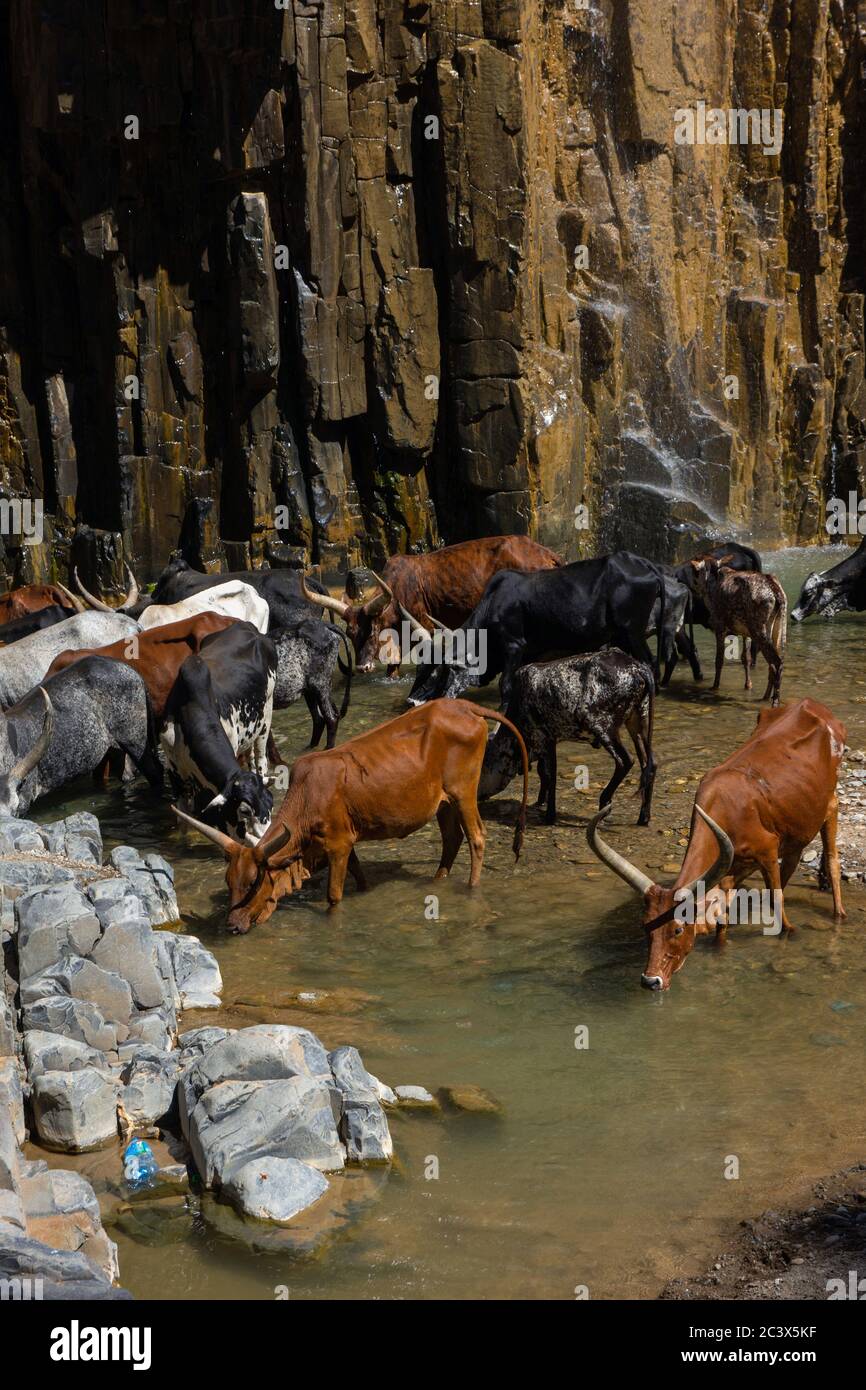 Longhorn african cattle drinking water from the river, Afar region ...