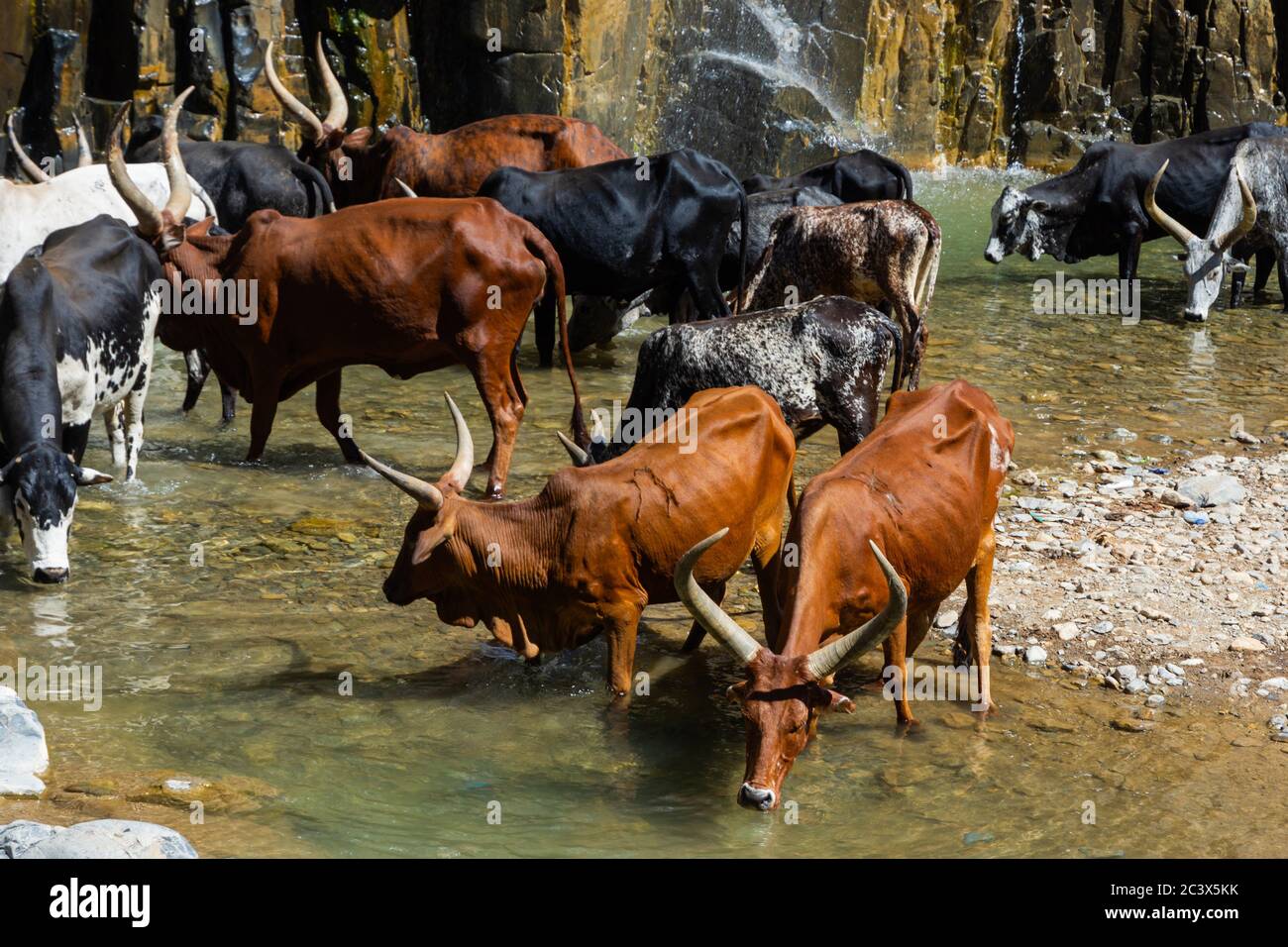 Longhorn african cattle drinking water from the river, Afar region ...