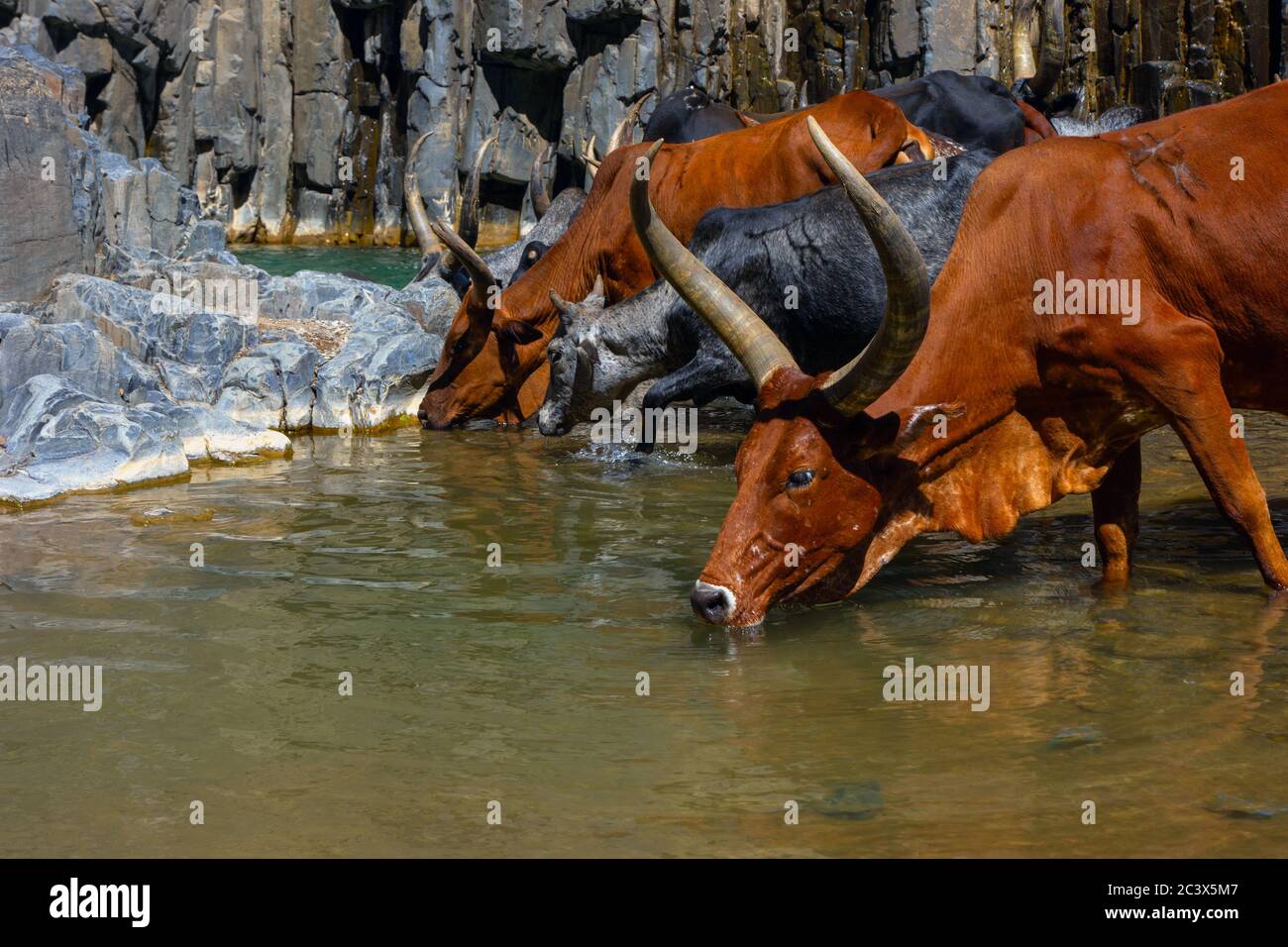 Long horned african cattle drinking water from the river, Afar region ...