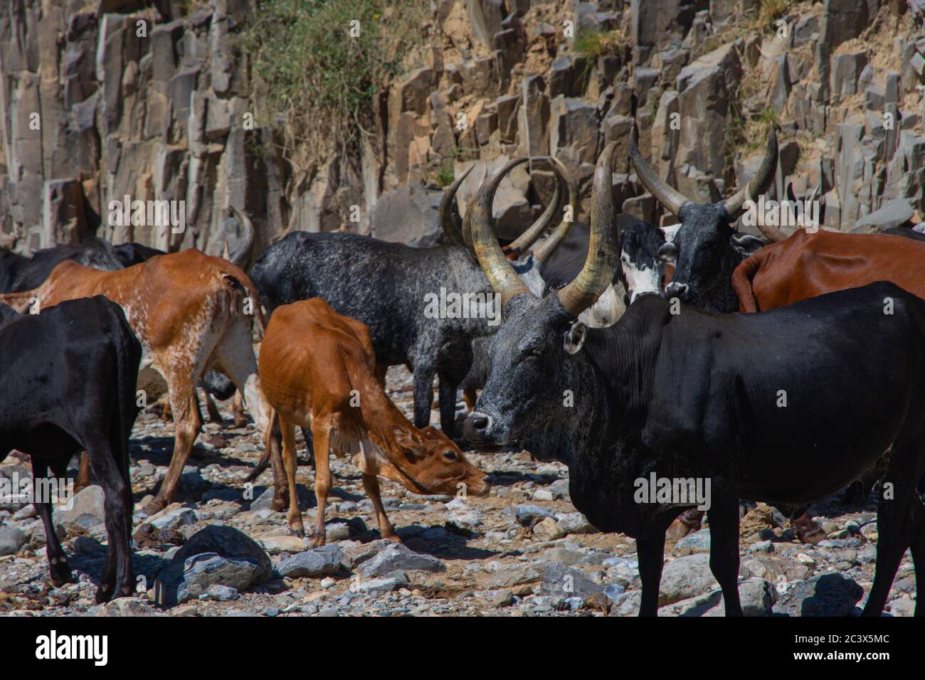 Longhorn african cattle drinking water from the river, Afar region ...