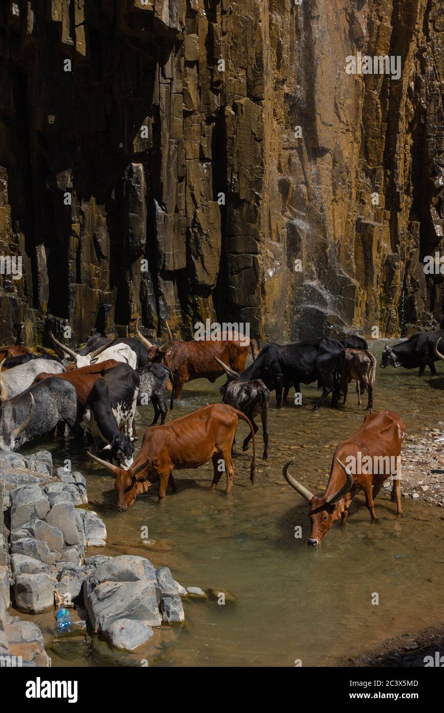 Longhorn african cattle drinking water from the river, Afar region ...