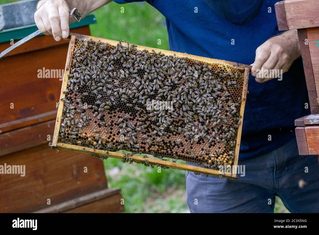 No bees hi-res stock photography and images - Alamy
