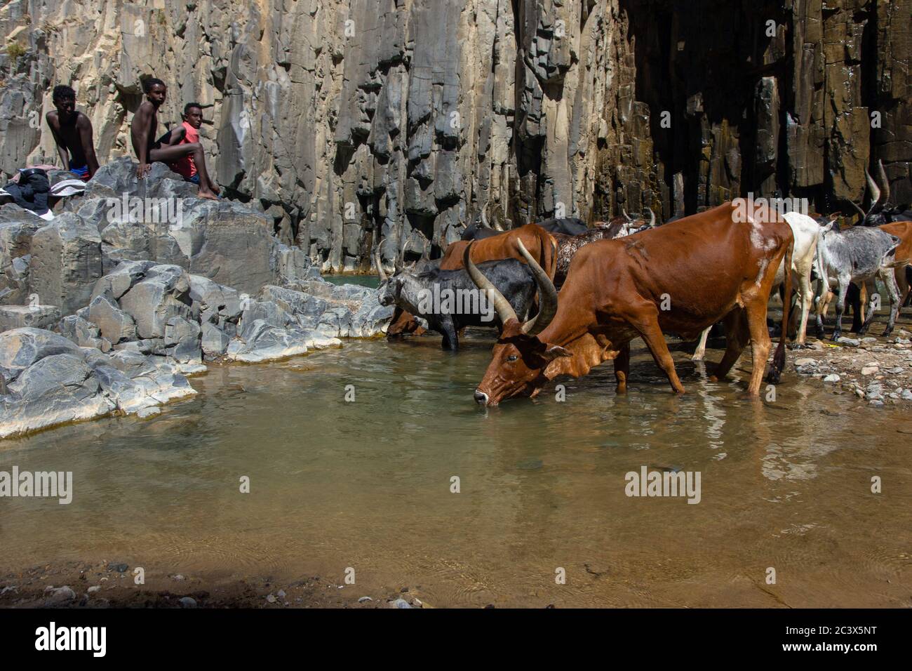 Hamedela, Ethiopia - Nov 2018: Local men swimming in river and cattle ...