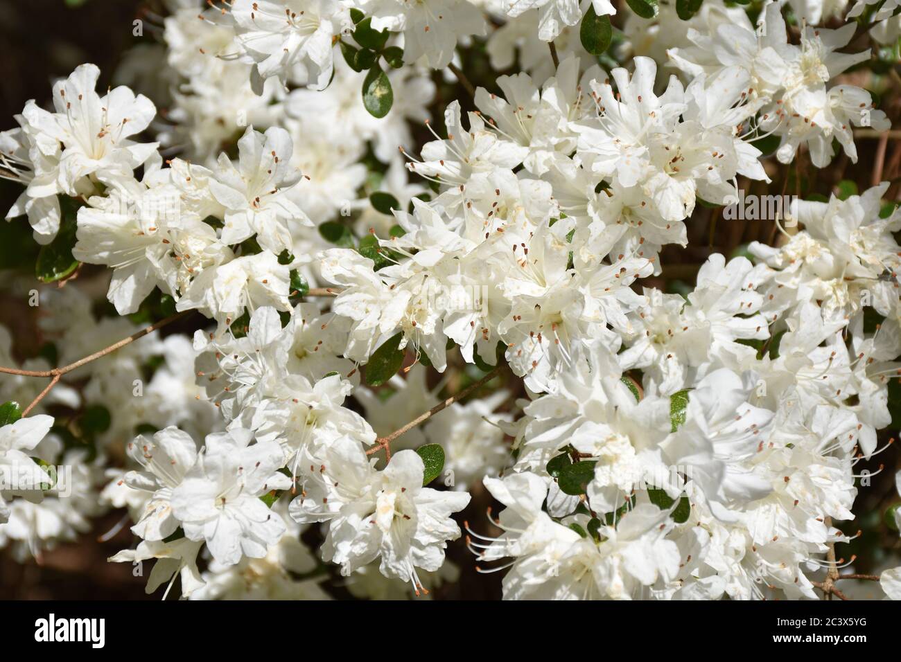 Azalea flowering shrub white hi-res stock photography and images - Alamy