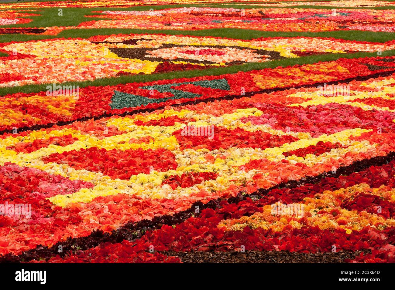 Begonias landscape hi-res stock photography and images - Alamy