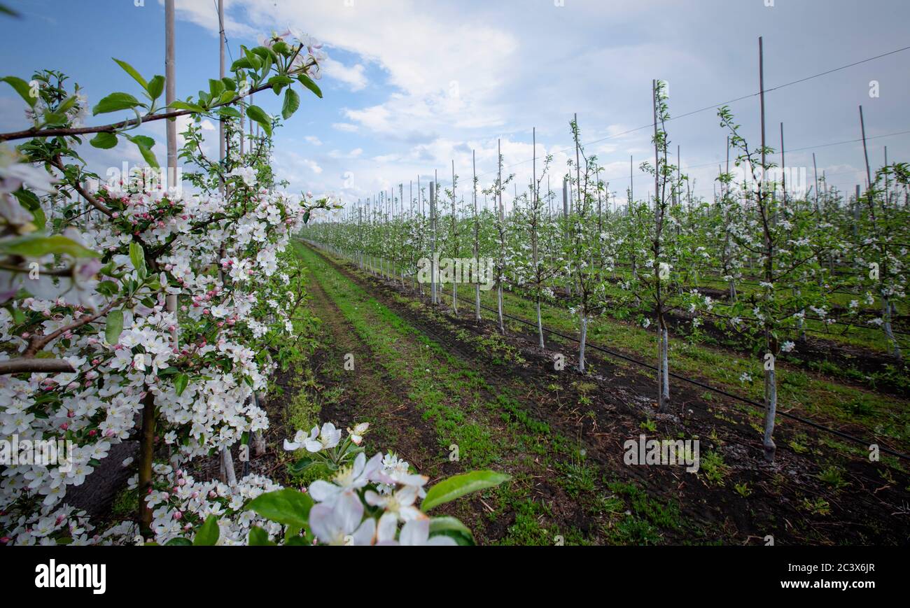 Row of apple trees hi-res stock photography and images - Alamy