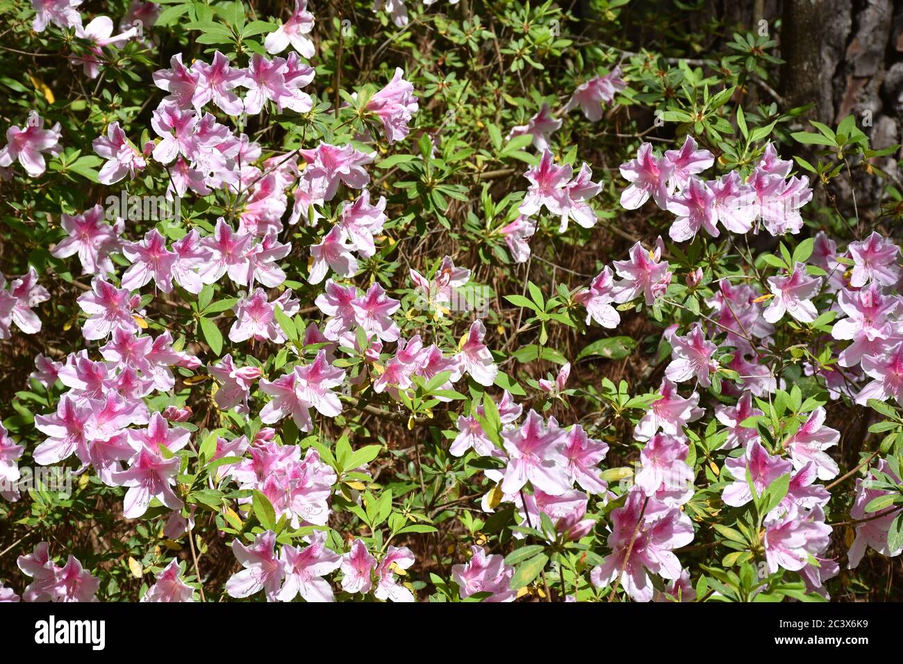 Evergreen azaleas hi-res stock photography and images - Alamy