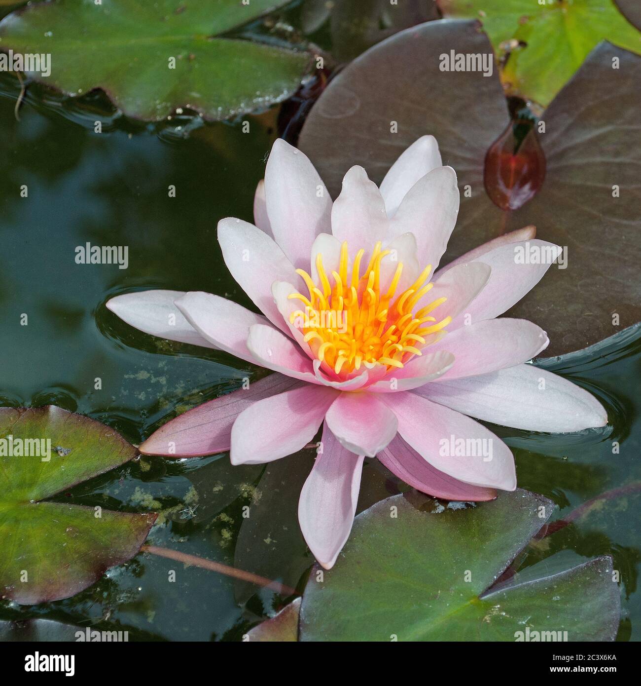 Flowering pink water lilies in pond hi-res stock photography and images ...