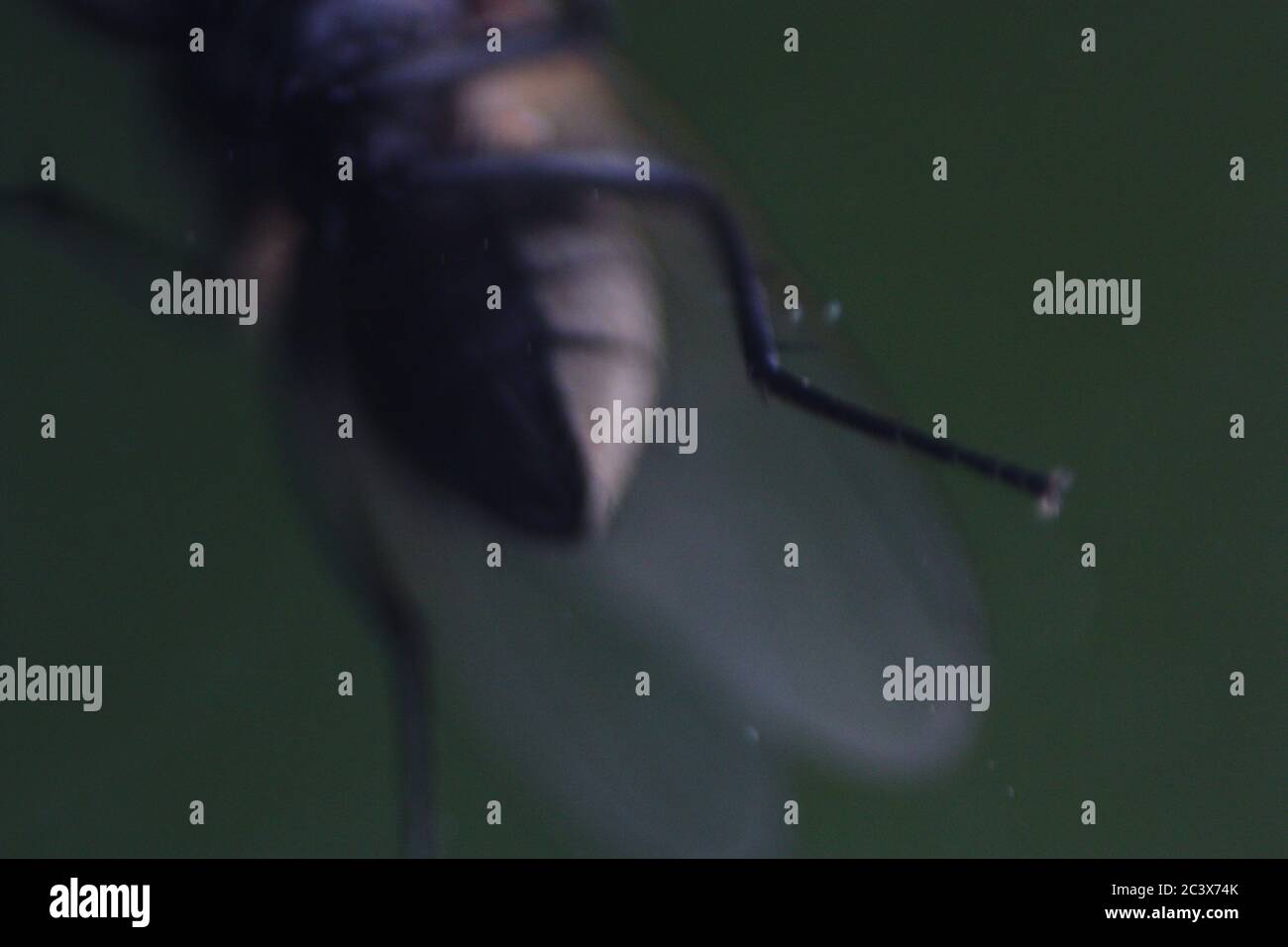 artistic dark macro slide detail of common fly blurred with intentional ...