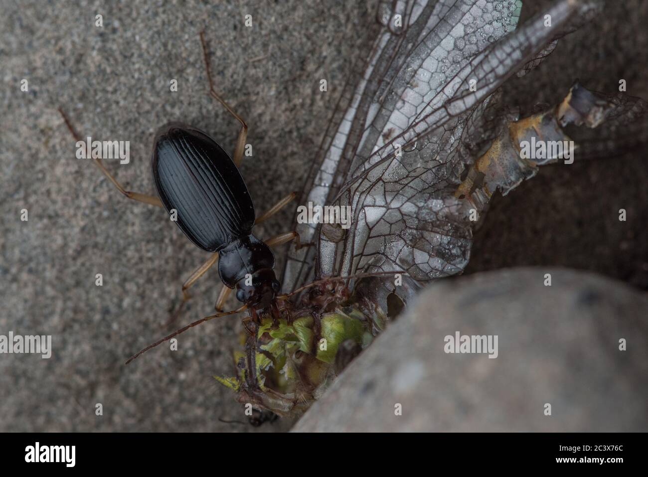 A small predatory ground beetle (Carabinae) scavenging a dead cicada in ...