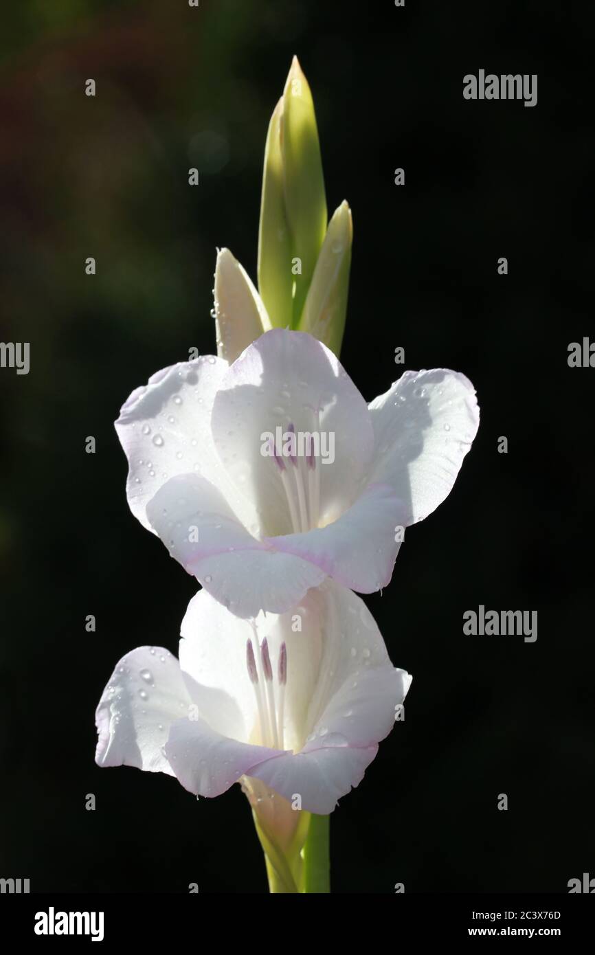 White lily in nature. Background Stock Photo - Alamy