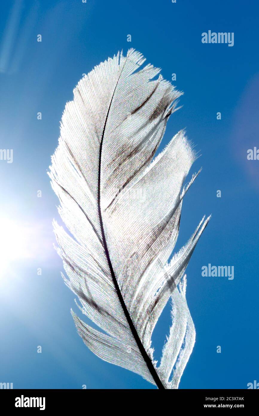 Floating feather in the sky. Background Stock Photo - Alamy