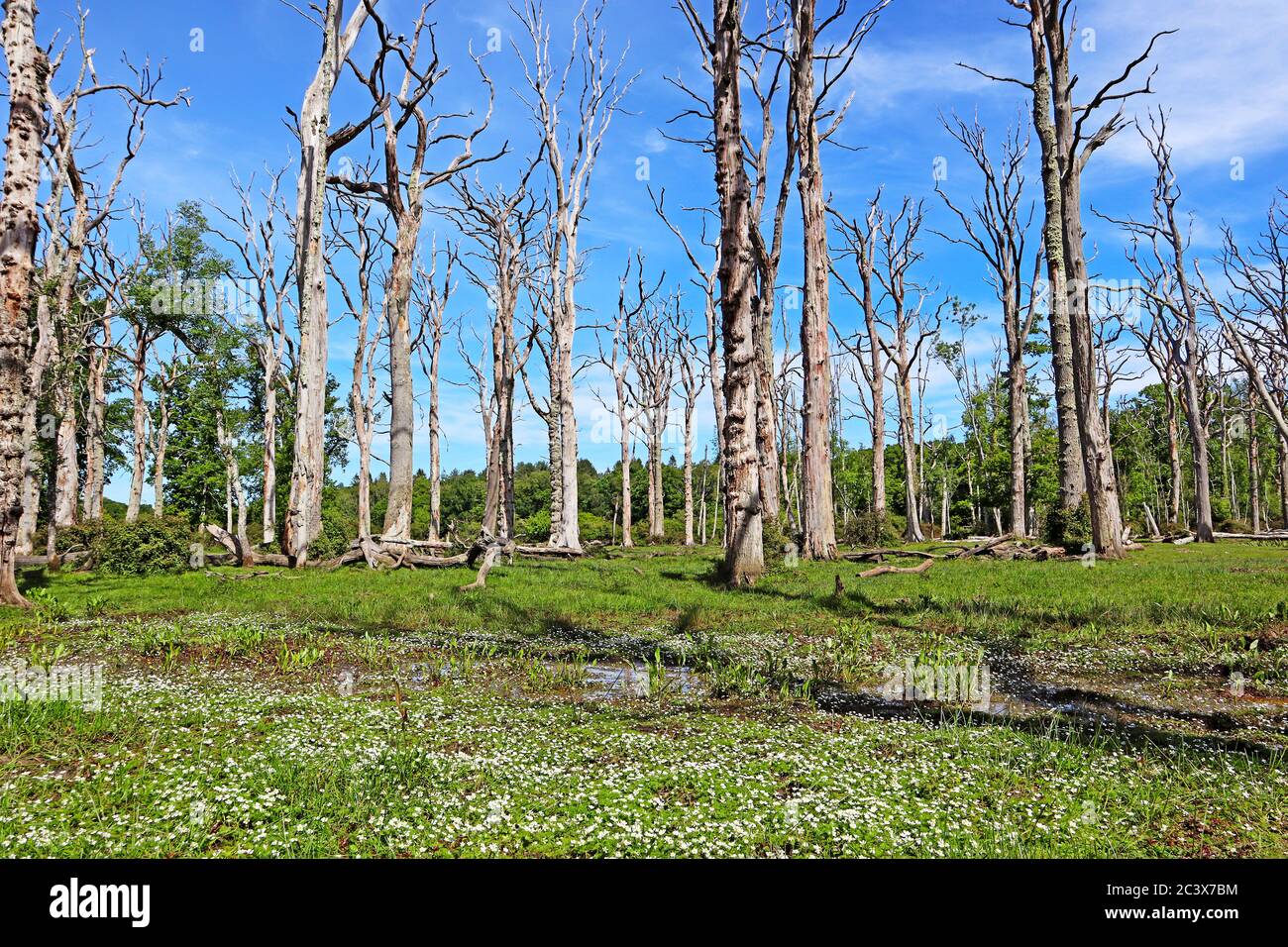 Dead oak tree forest Stock Photo - Alamy