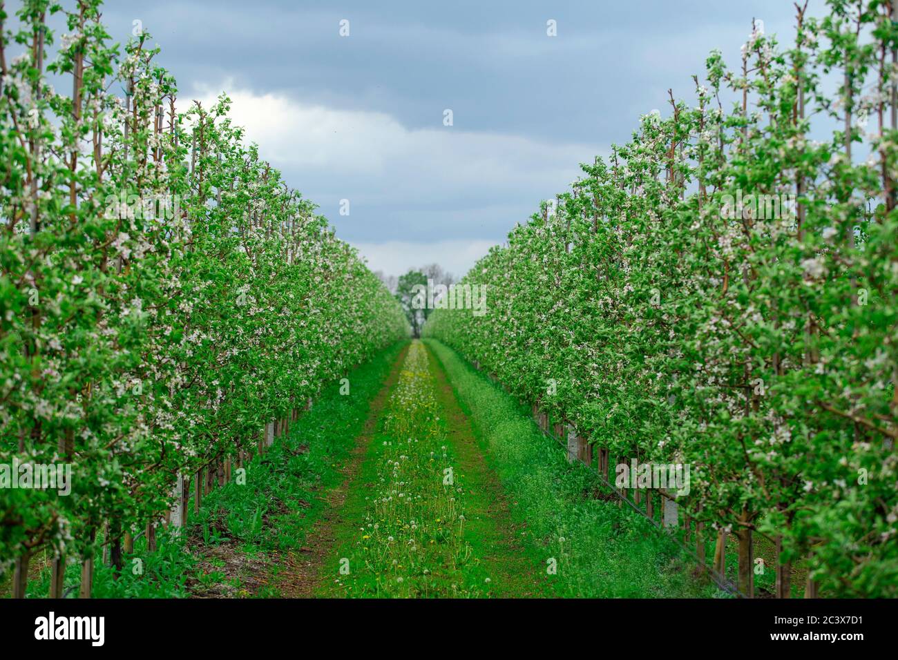 Flowering trees and green grass hi-res stock photography and images - Alamy