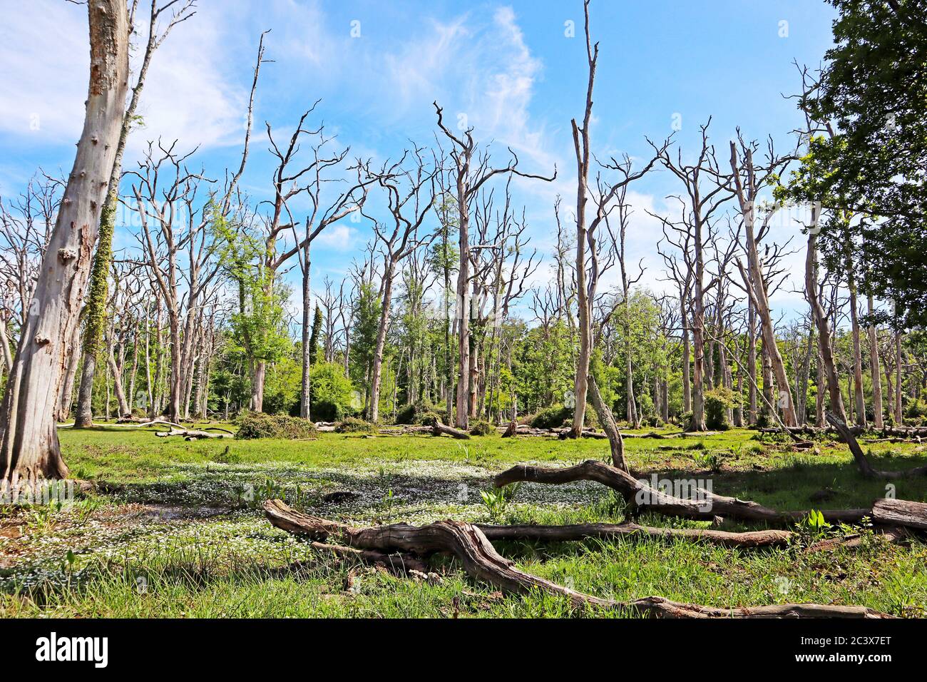 Oak trees dead in the forest Stock Photo - Alamy