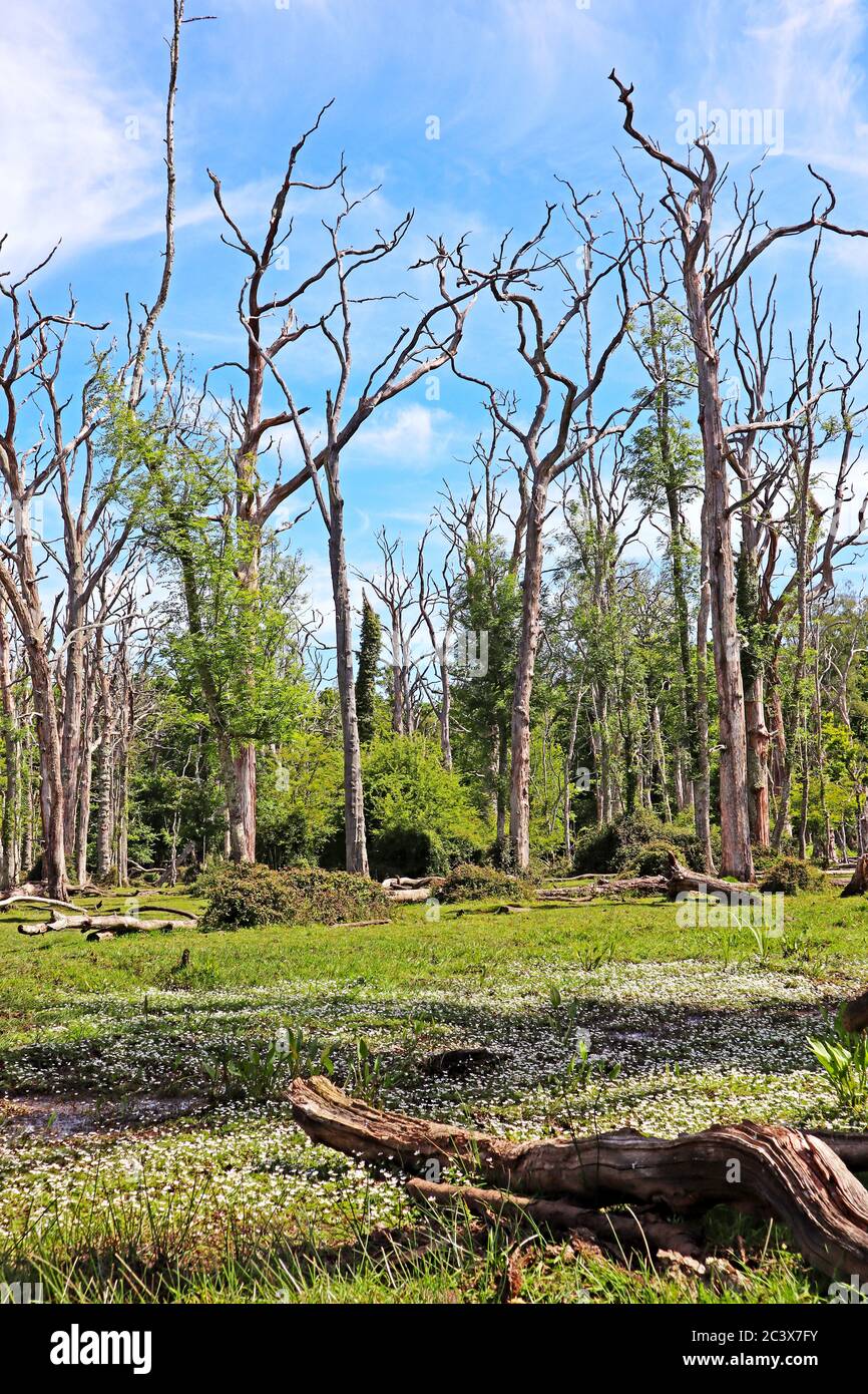 Oak trees dead in the forest Stock Photo - Alamy