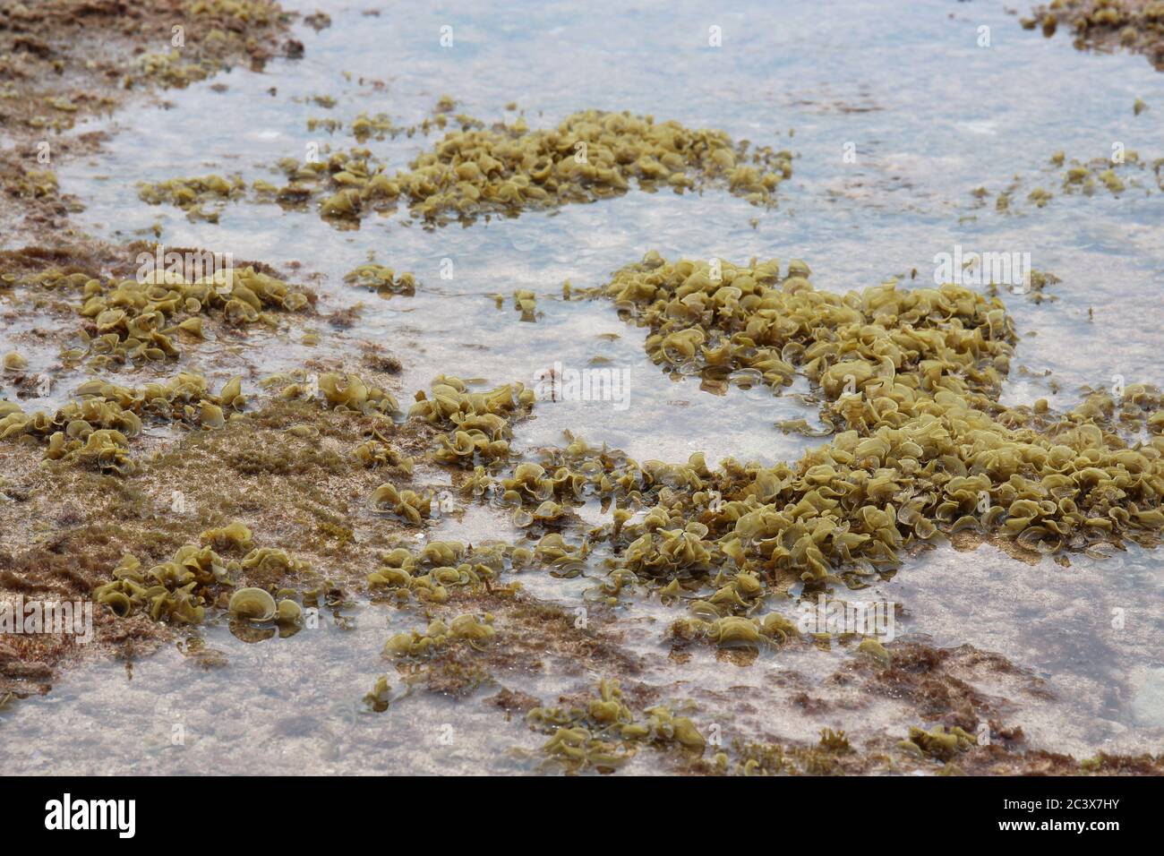Pacific Ocean Plants