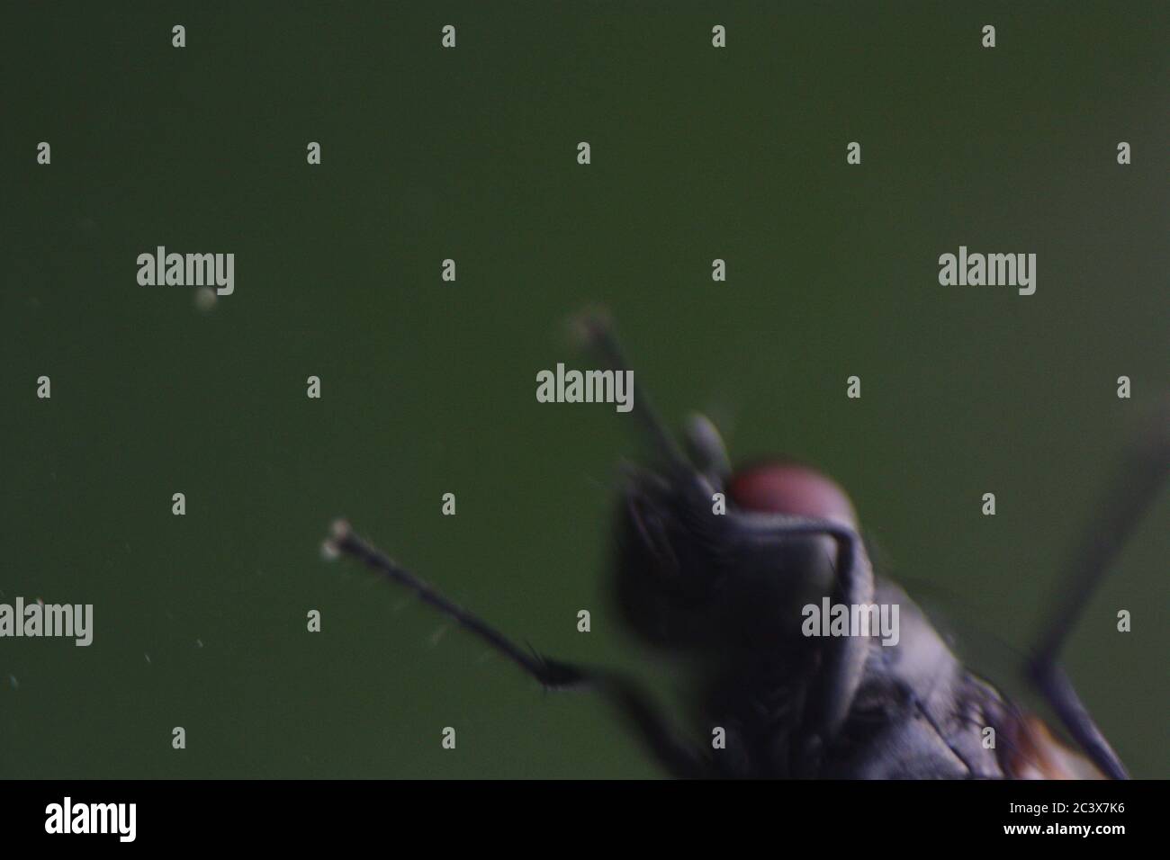 artistic dark macro slide detail of common fly blurred with intentional ...