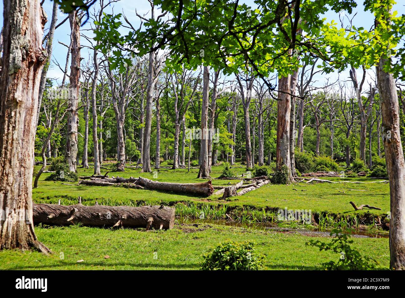 Dead oak trees framed by a living oak tree Stock Photo - Alamy