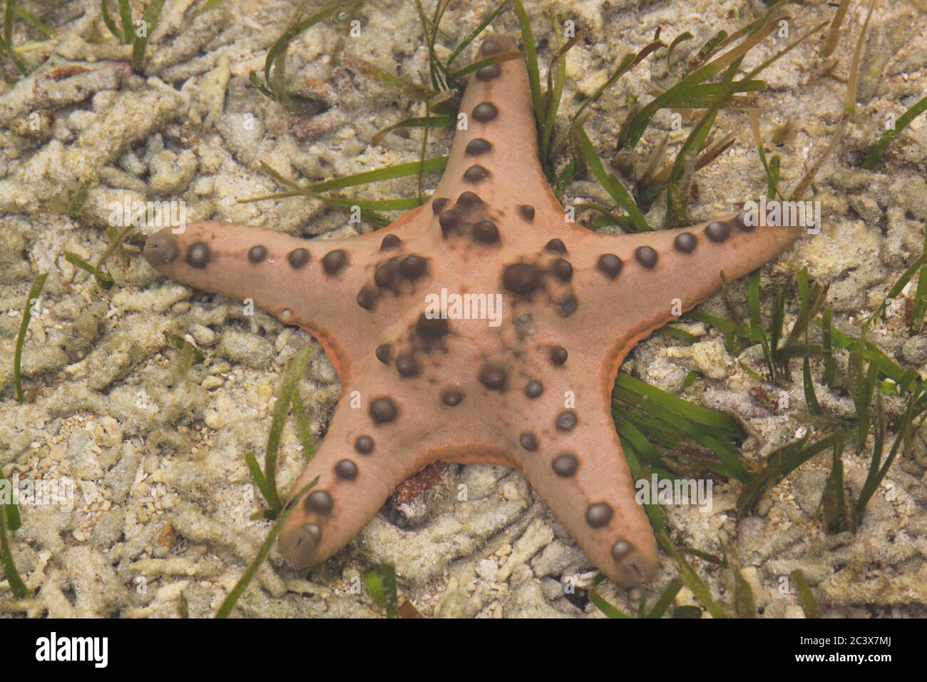 Orange sea star on sandy ocean floor with green algae in tropical ...