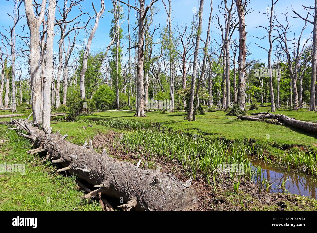 Fallen tree in a dead oak forest Stock Photo - Alamy