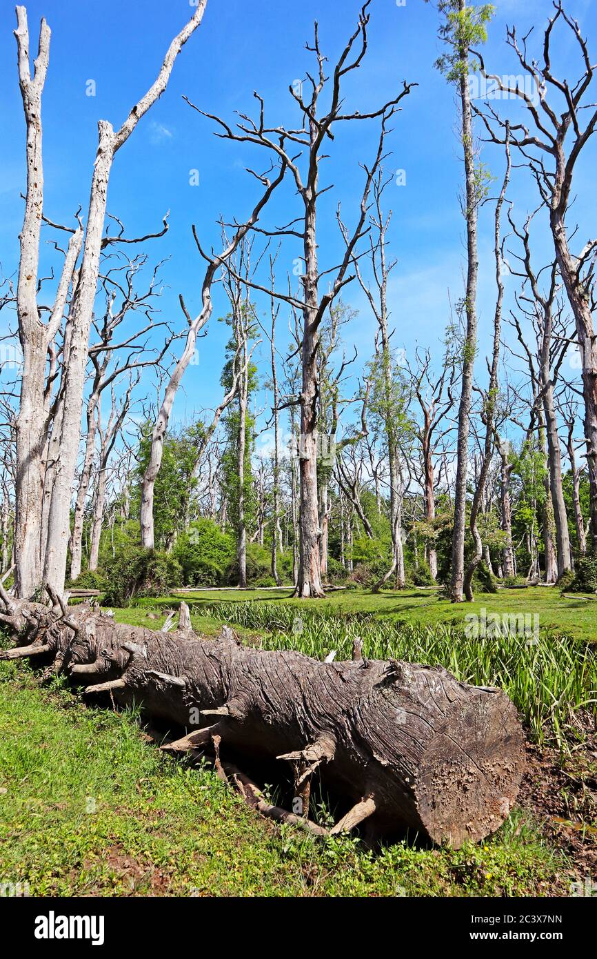 Old dead tree in a deciduous forest in summer hi-res stock photography ...