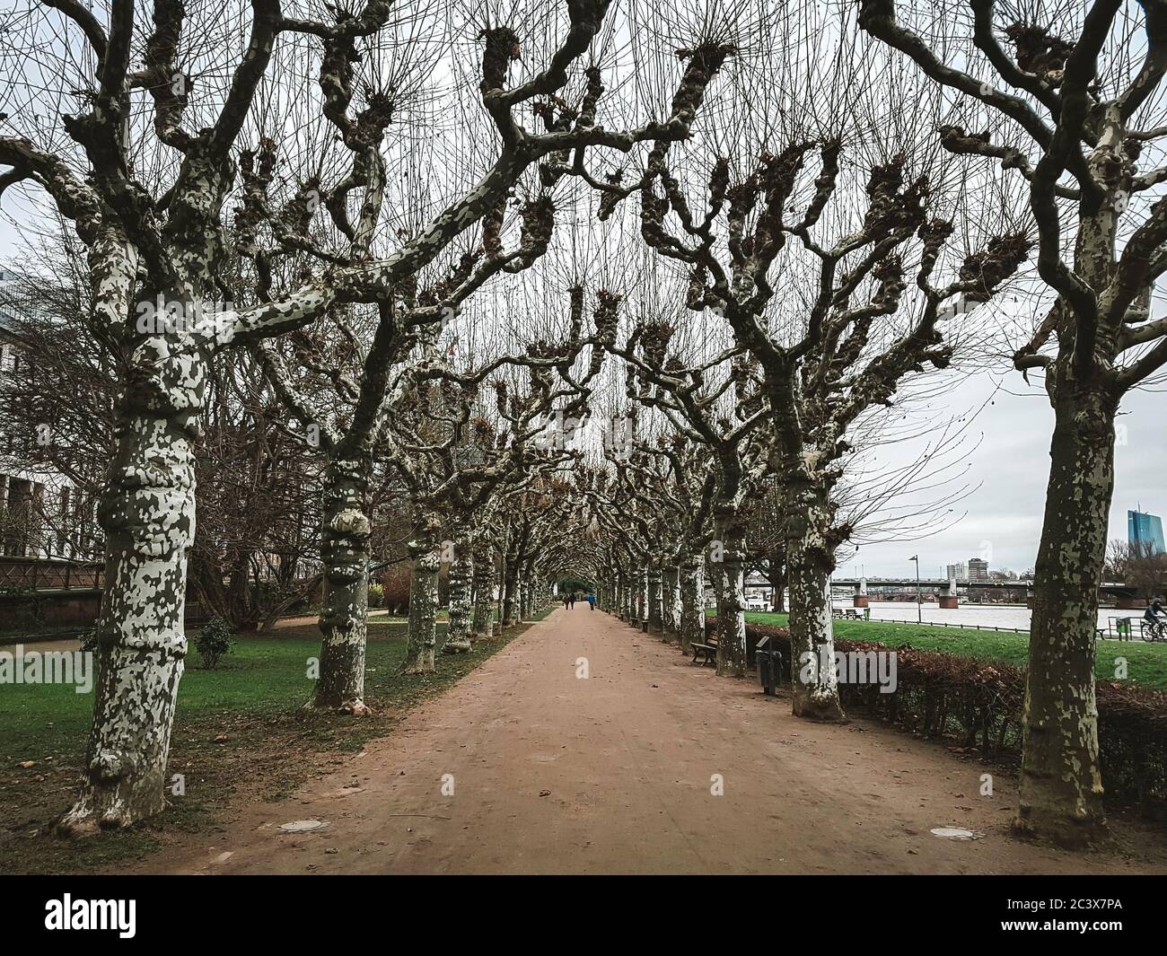 Empty sycamore trees alley in Frankfurt near the riverfront promenade ...