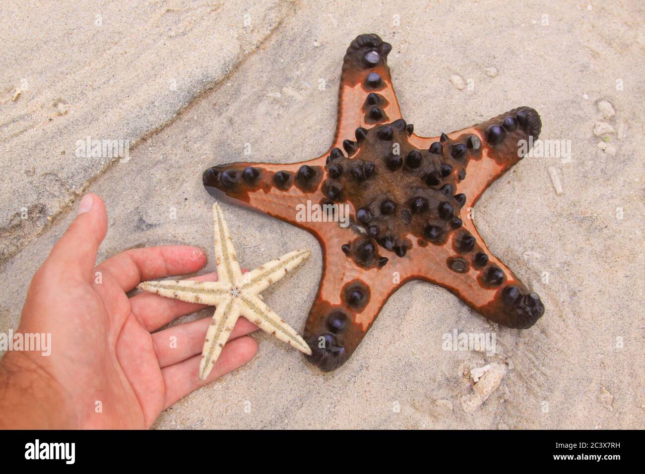 Comparing size comparison hi-res stock photography and images - Alamy