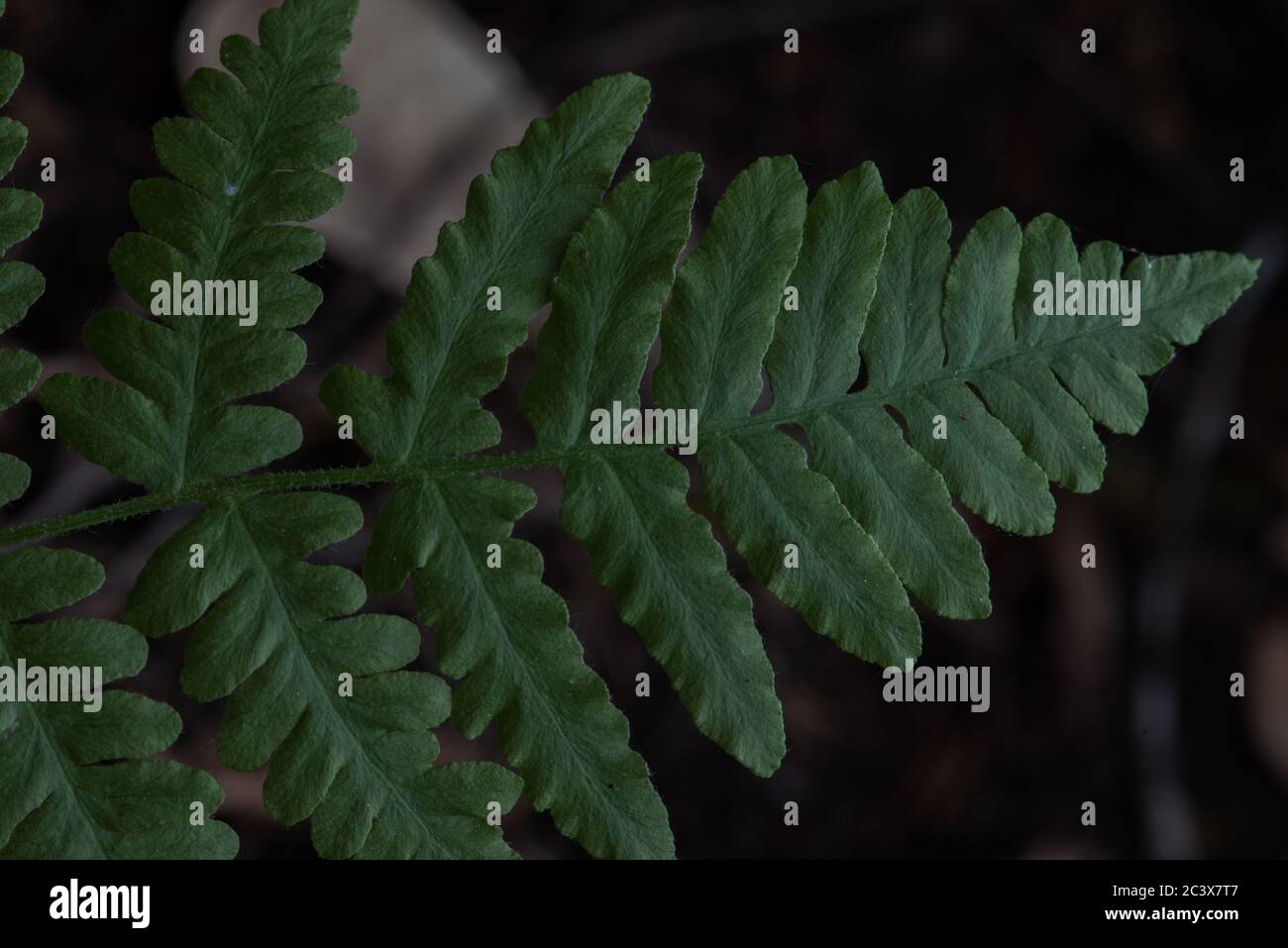 Goldback Fern (Pentagramma triangularis) from California Stock Photo ...