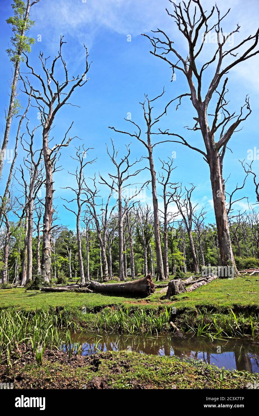 Old dead tree in a deciduous forest in summer hi-res stock photography ...