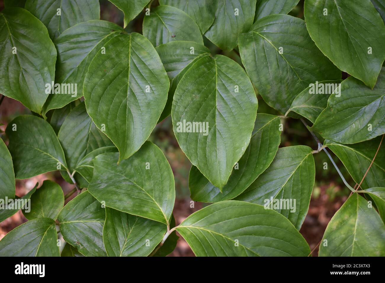 Dogwood Tree Leaves