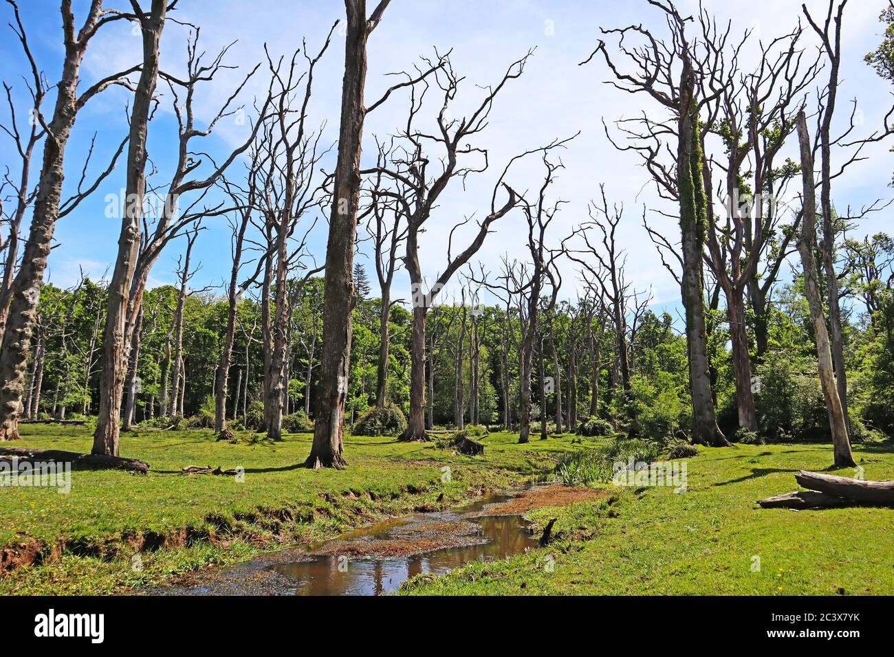 Dead oak trees and stream Stock Photo - Alamy