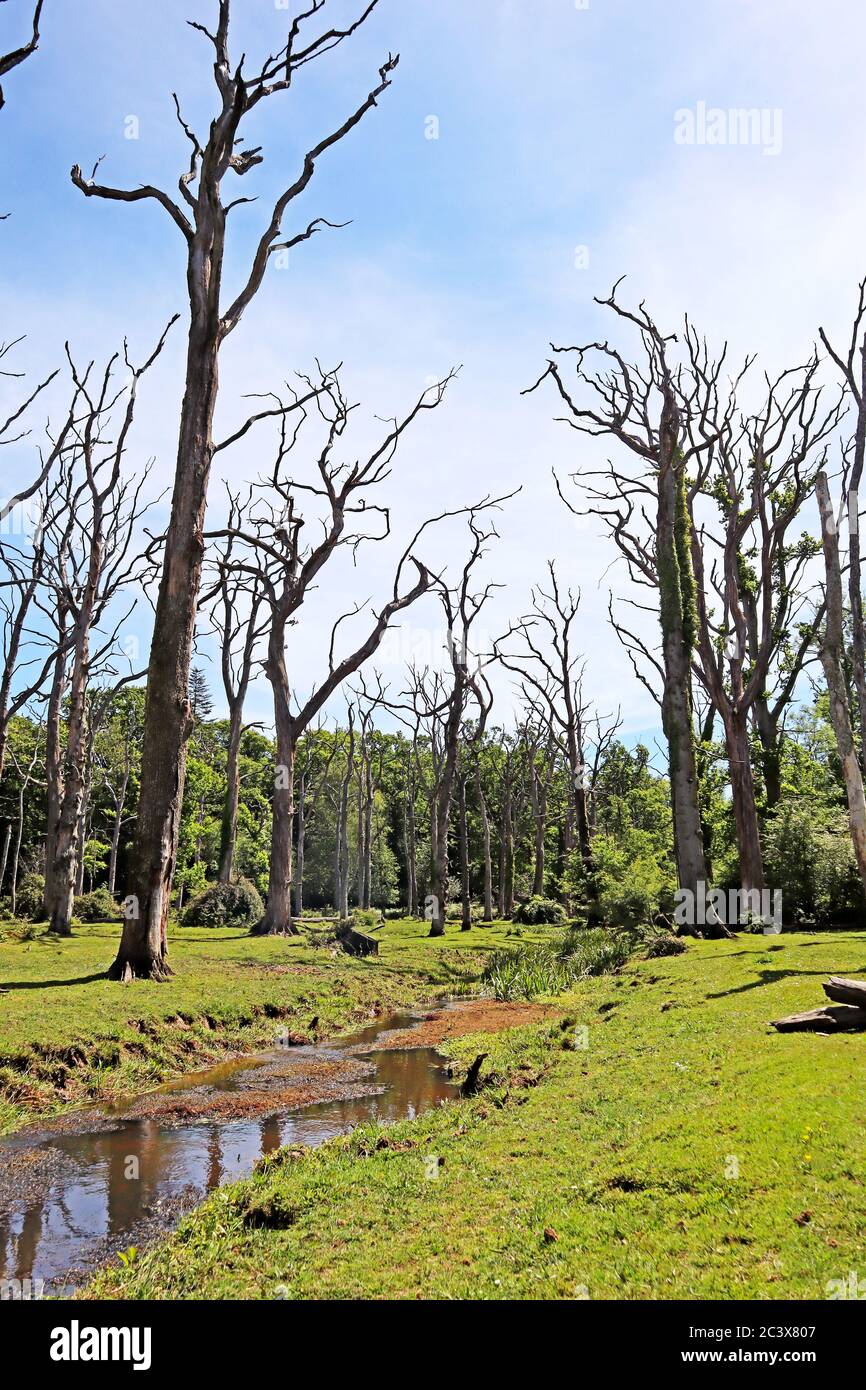 Dead oak trees and stream Stock Photo - Alamy