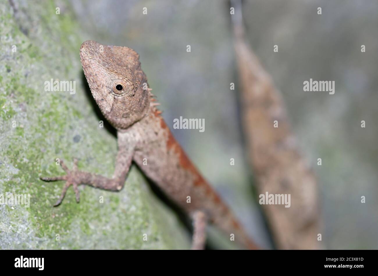 False lizard hi-res stock photography and images - Alamy