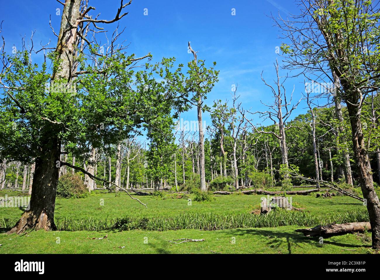 Dead oak tree forest in Hampshire Stock Photo - Alamy