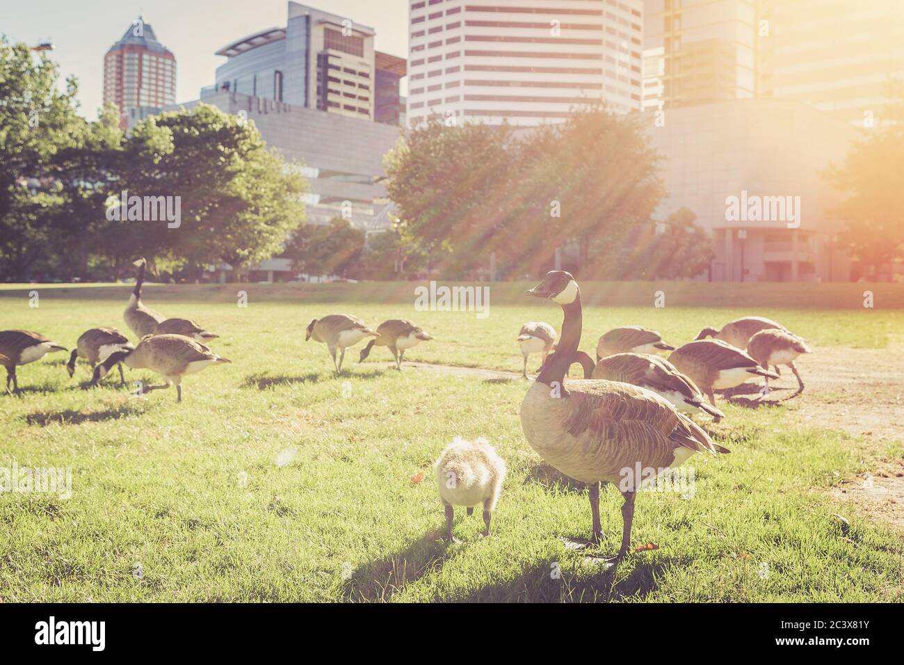 Portland wildlife hi-res stock photography and images - Alamy