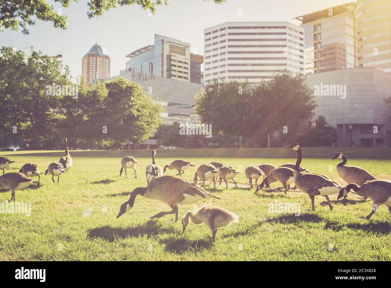 Portland wildlife hi-res stock photography and images - Alamy