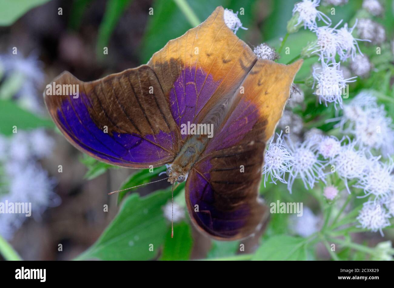 Terinos atlita hi-res stock photography and images - Alamy