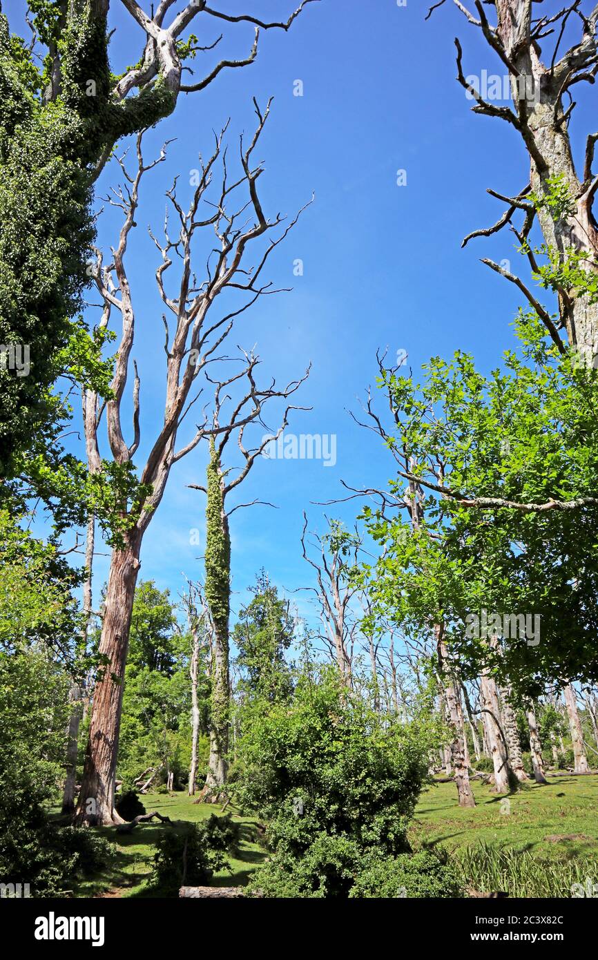 Dead oak tree forest in Hampshire Stock Photo - Alamy