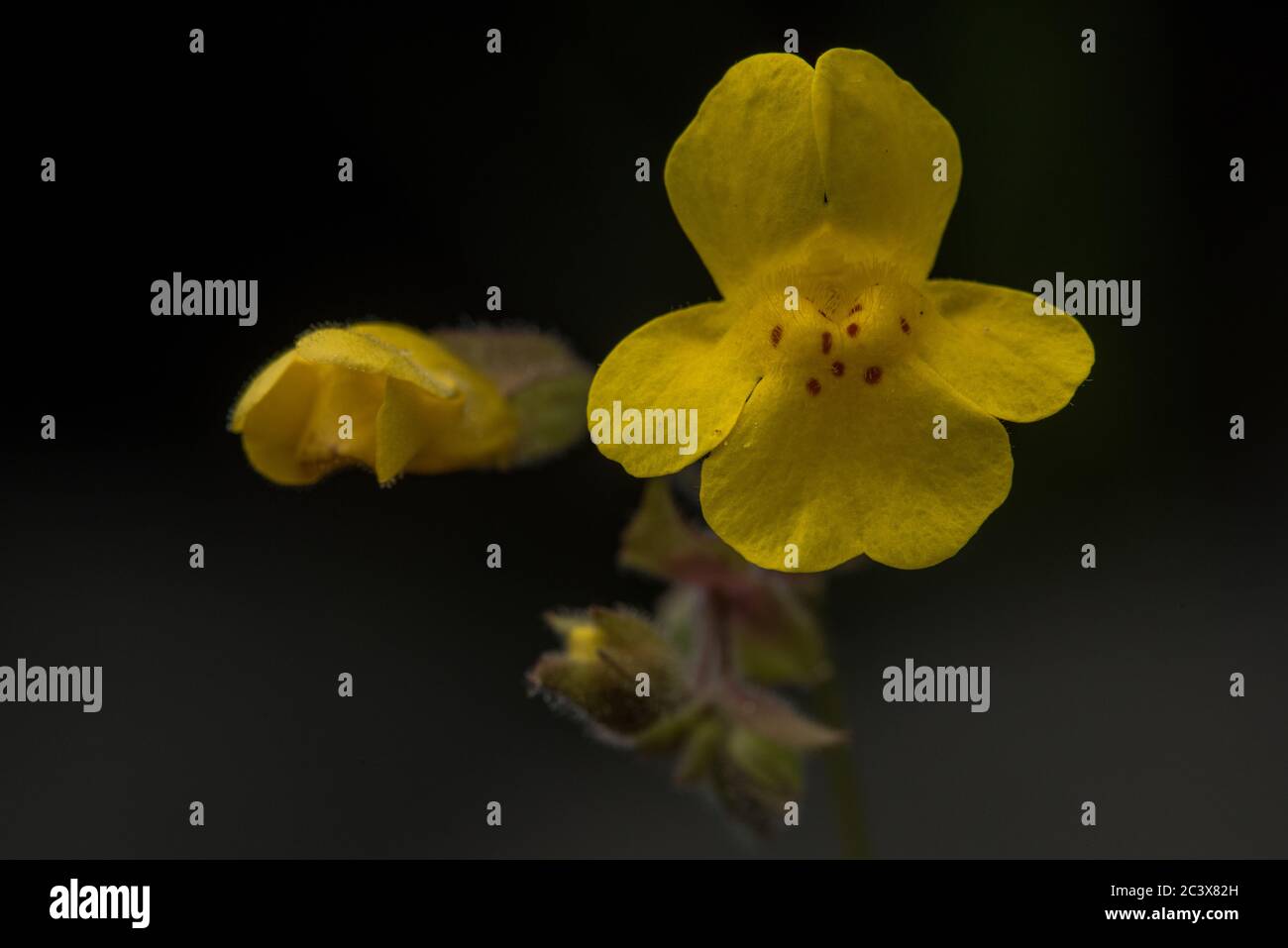Bare Monkeyflower (Erythranthe nudata) a type of wild flower endemic to ...
