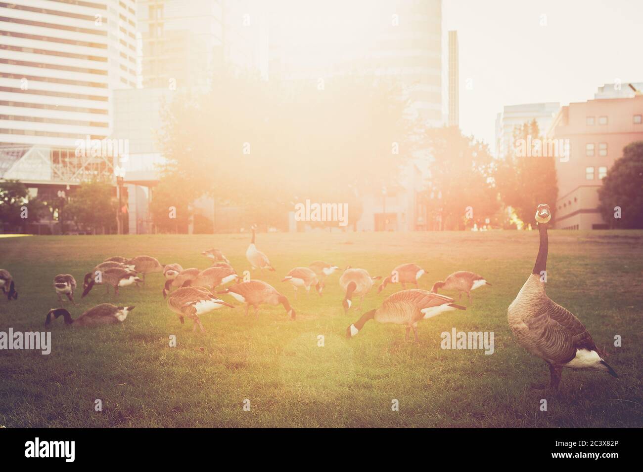Group of geese on lawn in Tom McCall Waterfront Park with a bright ...