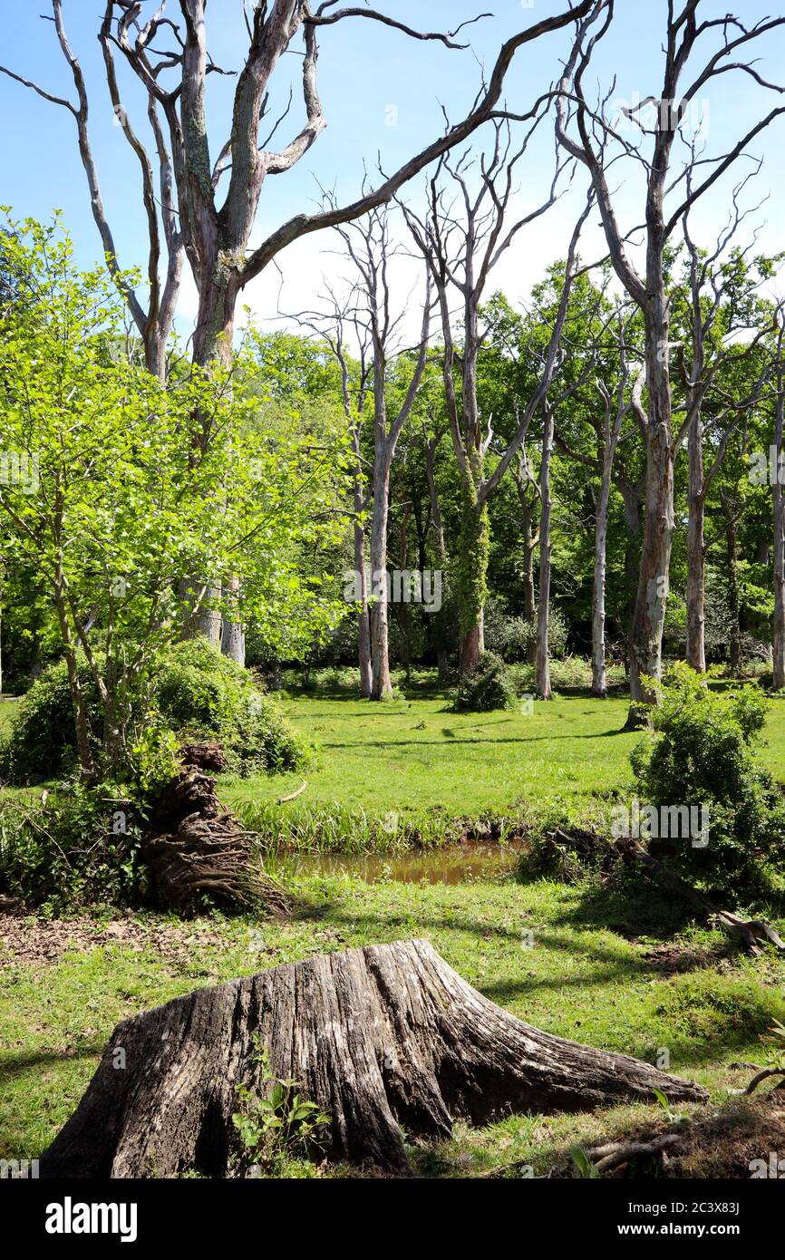 Dead oak tree forest in Hampshire Stock Photo - Alamy