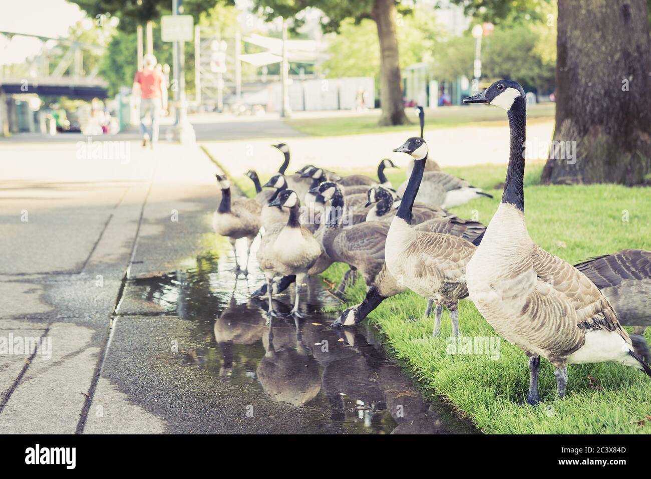 Group of geese on a trail in Tom McCall Waterfront Park on a sunny day ...
