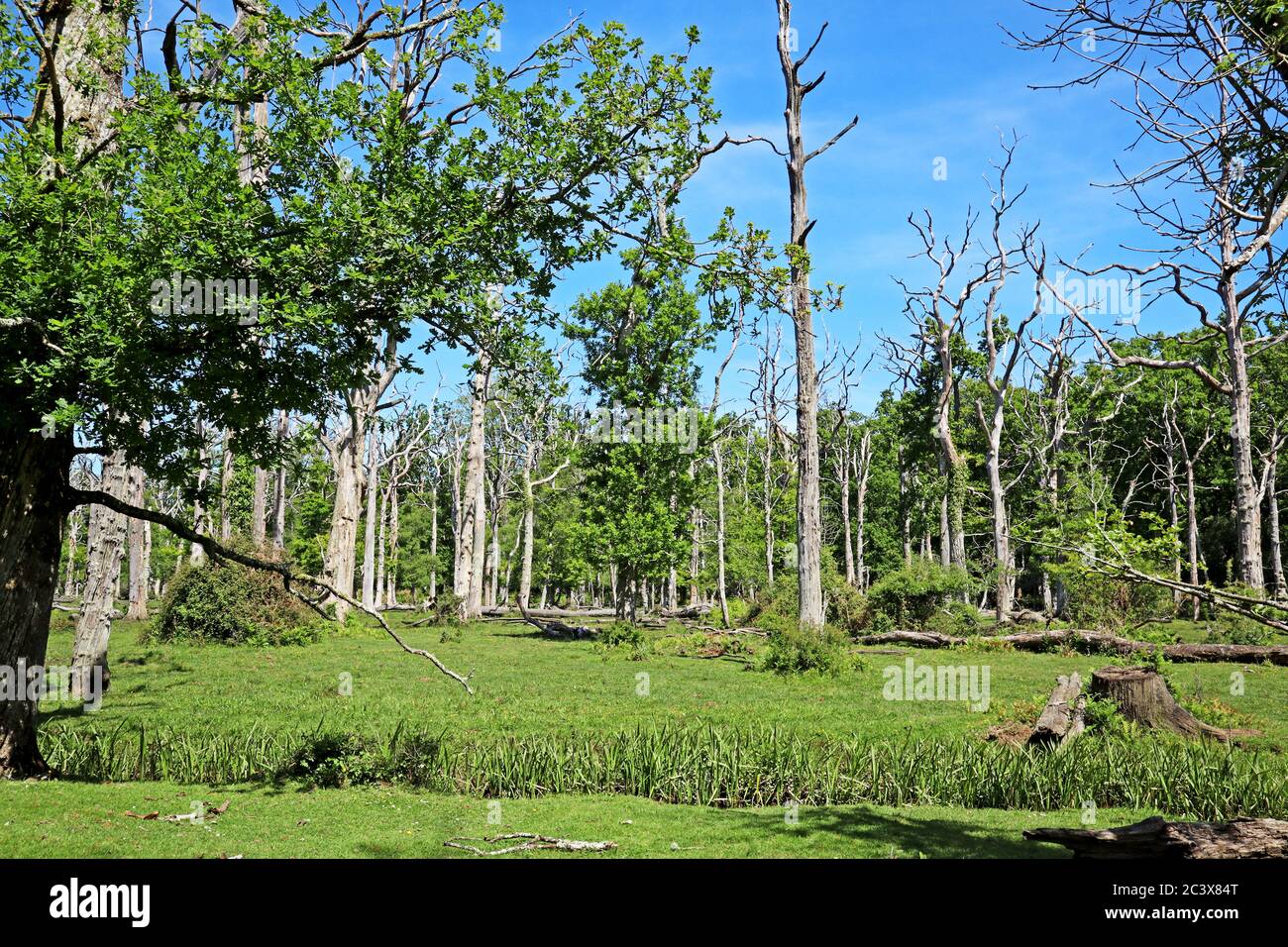 Dead oak tree forest in Hampshire Stock Photo - Alamy