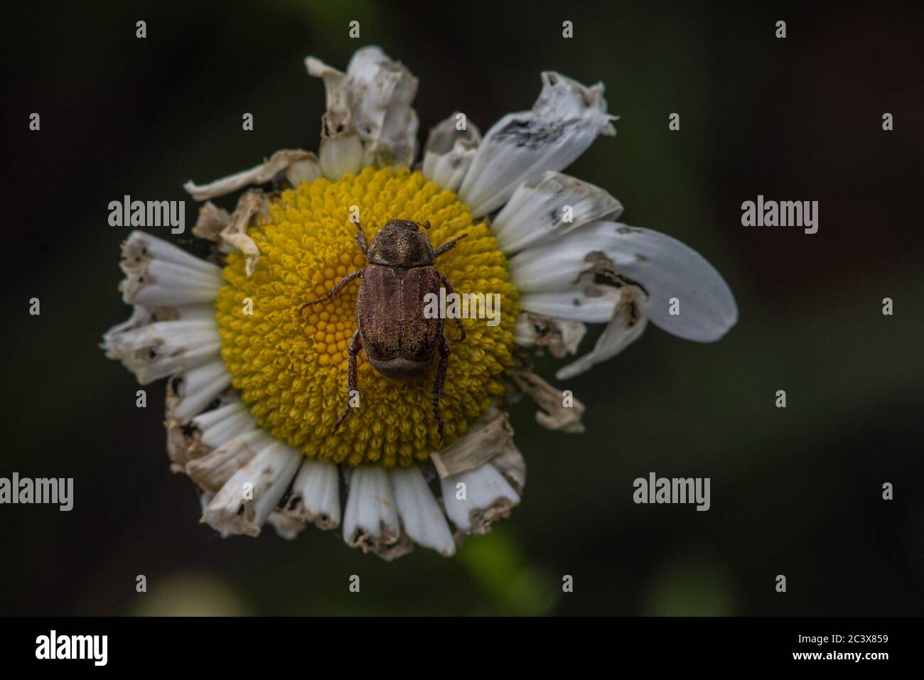 Wildflower and beetle hi-res stock photography and images - Alamy