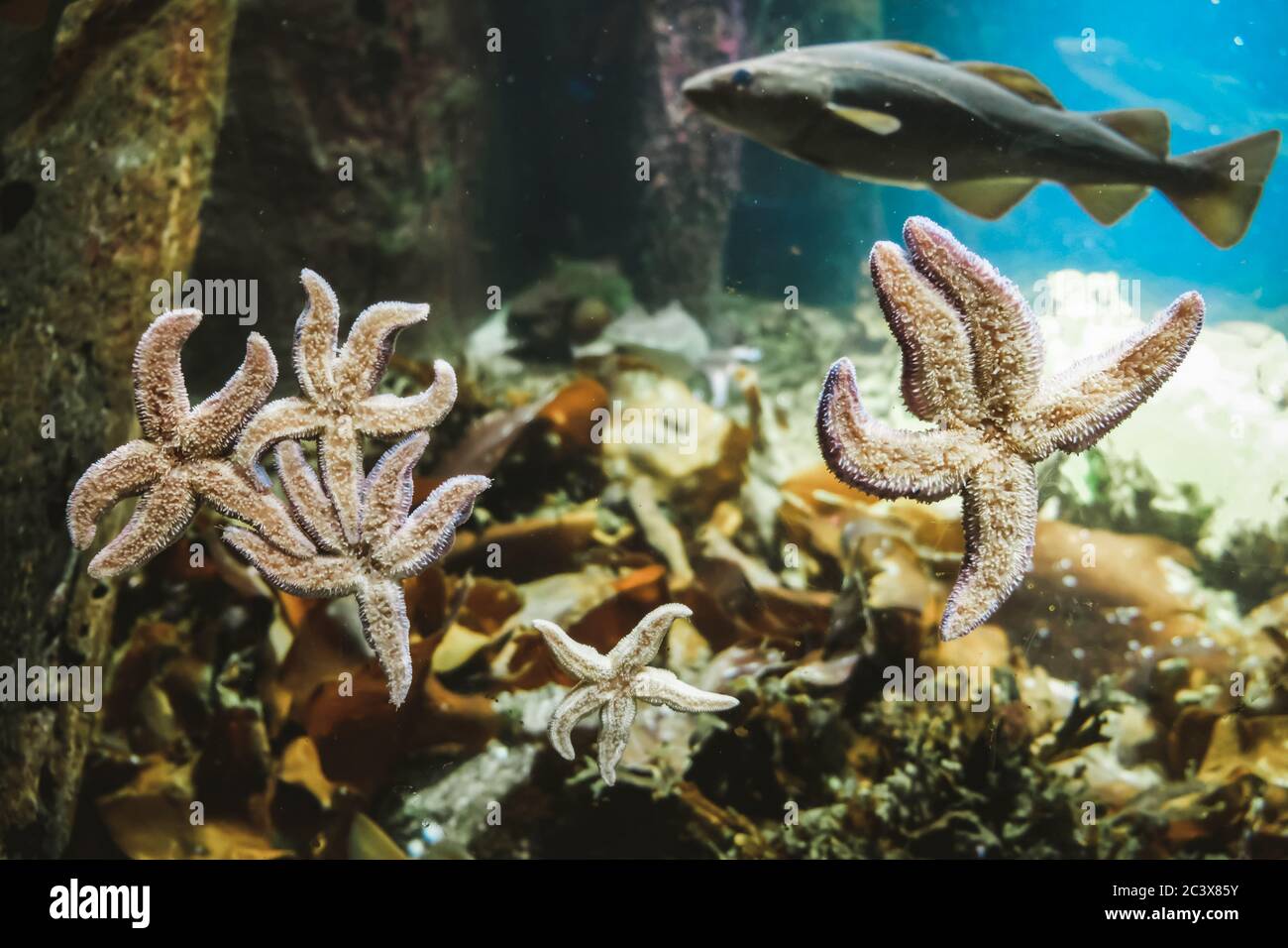 Starfish species with five radiating arms sticking to aquarium window ...