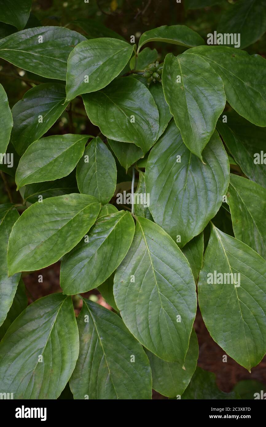 Dogwood Tree Leaves