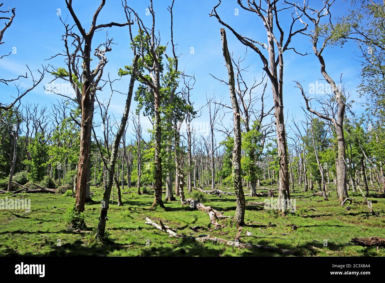 Decay Forest High Resolution Stock Photography and Images - Alamy