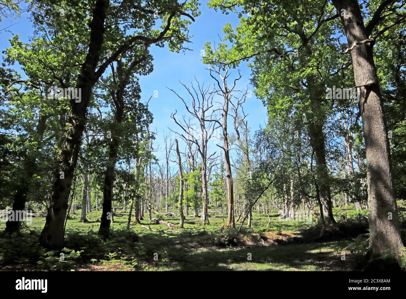 Stream in a dead oak forest Stock Photo - Alamy