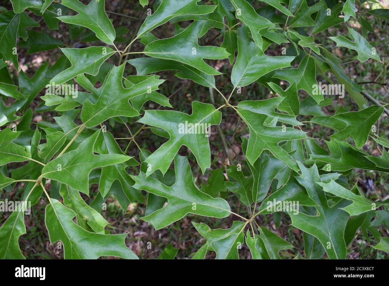 Oak tree leaves close hi-res stock photography and images - Alamy